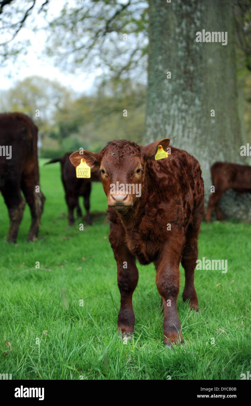 Cowfold hi-res stock photography and images - Alamy