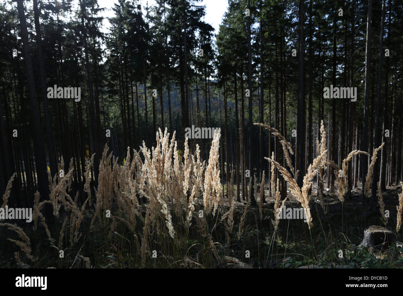 Harz region hi-res stock photography and images - Alamy