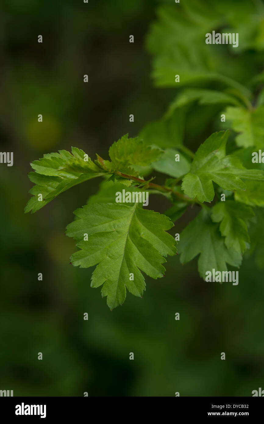 Young Hawthorn tree / Crataegus leaf - possibly of Midland Hawthorn ...