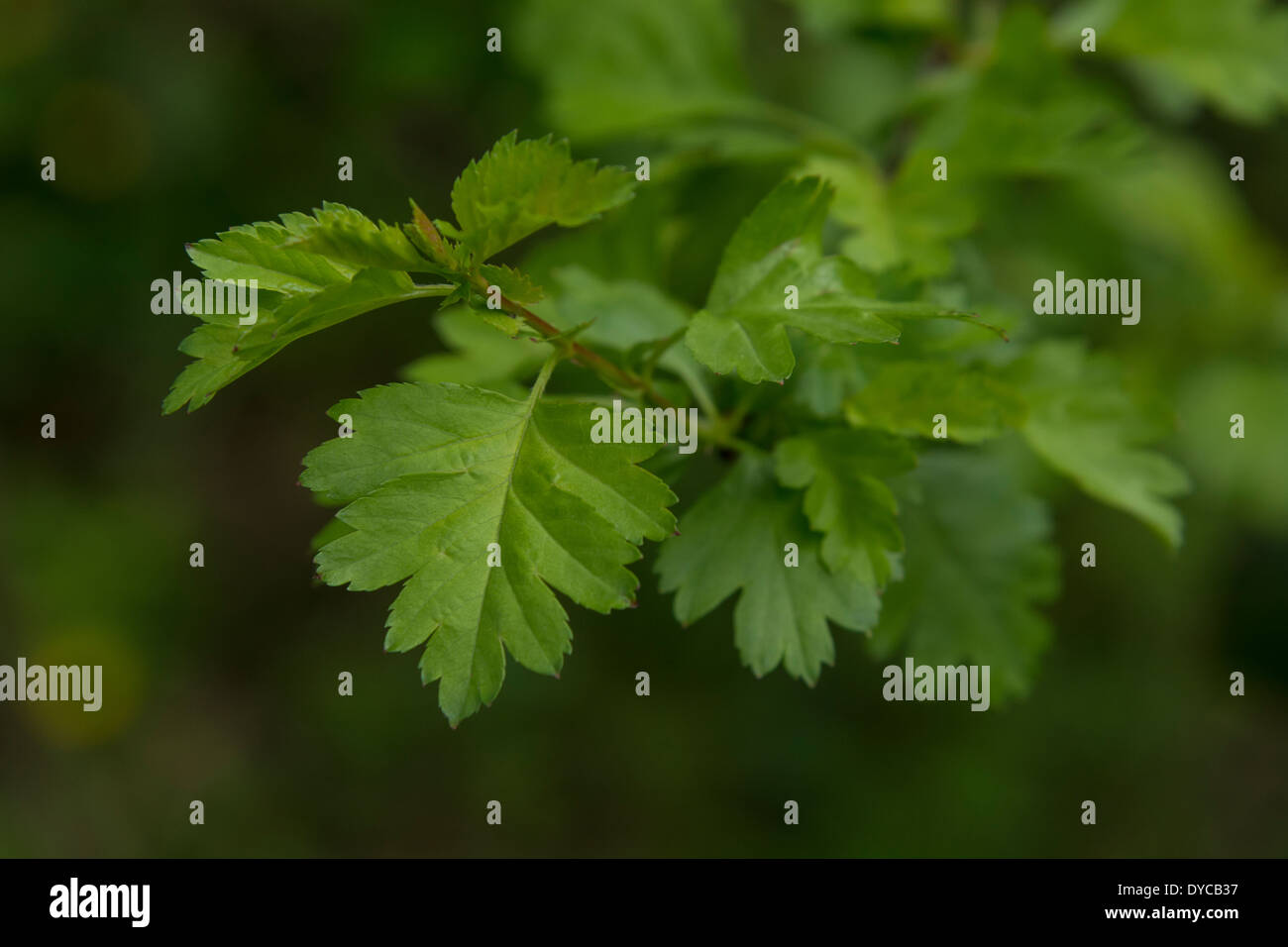 Young Hawthorn tree / Crataegus leaf - possibly of Midland Hawthorn ...