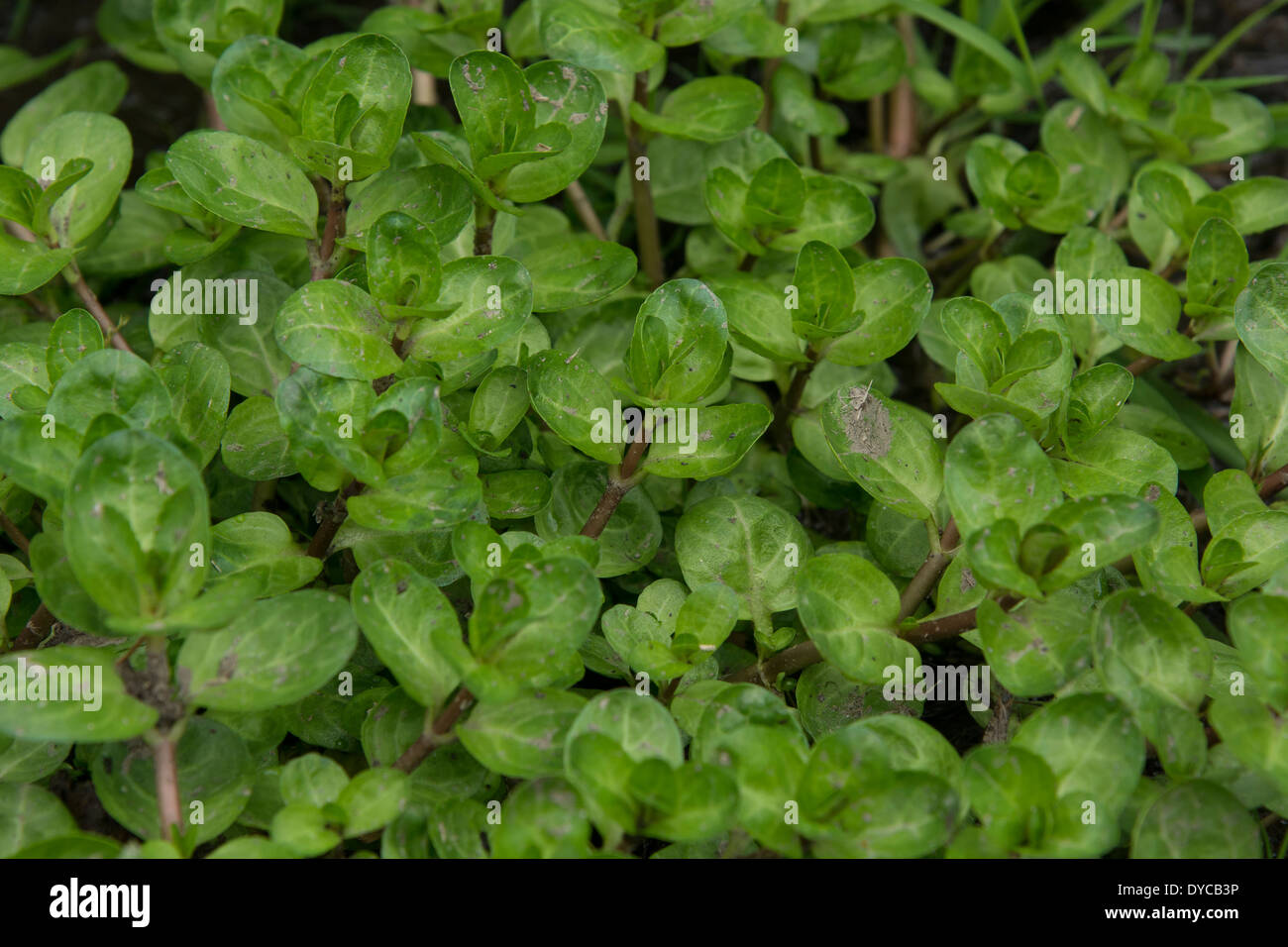 Brooklime / Veronica beccabunga. An edible wild plant growing in ...
