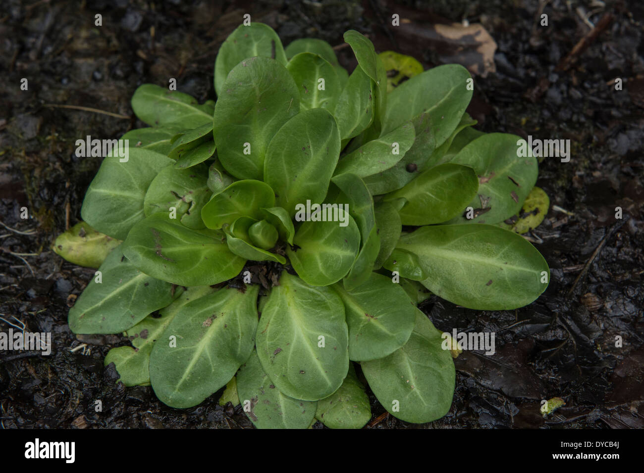 Young foliage of Brookweed / Samolus valerandi growing in soggy wet ...