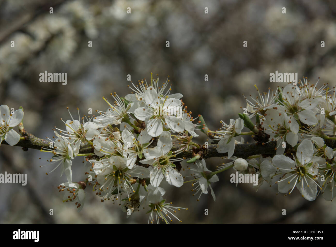 Spring flowers / spring blossom of the Blackthorn / Prunus spinosa ...