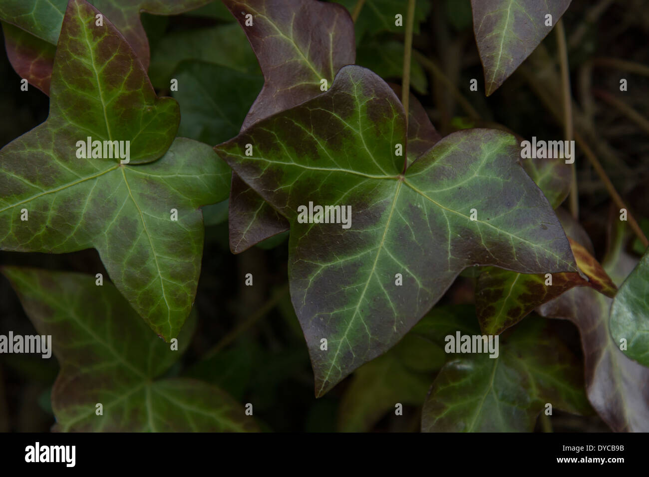 English Ivy Hedera Helix Leaf High Resolution Stock Photography and ...