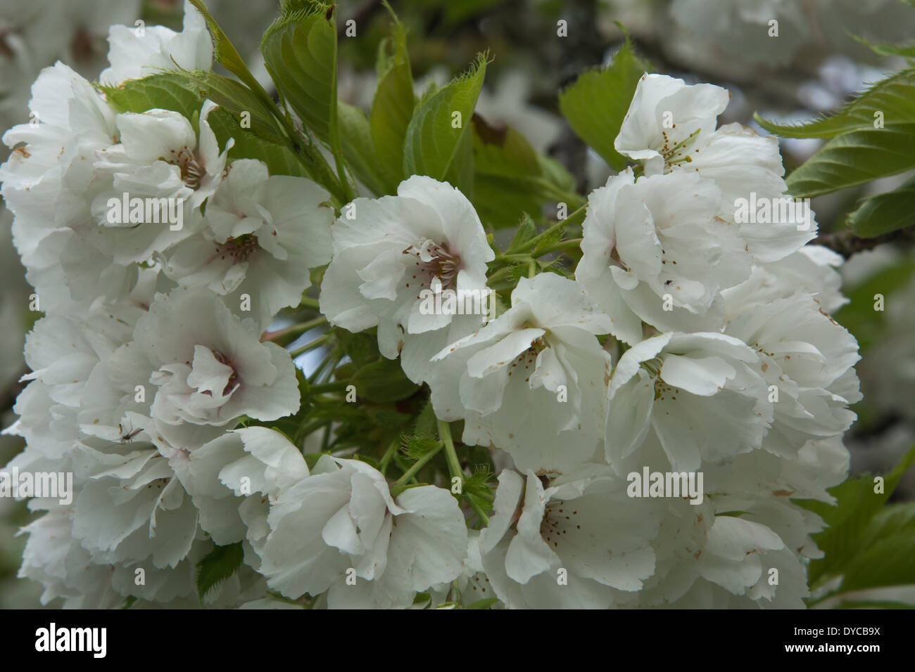 Countyside blossom uk hi-res stock photography and images - Alamy