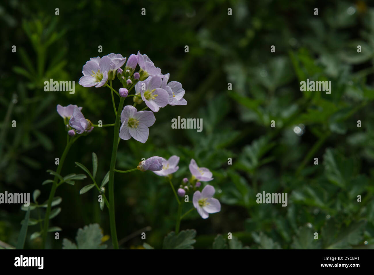 Lady's Smock / Cardamine pratensis - an early spring plant that is ...