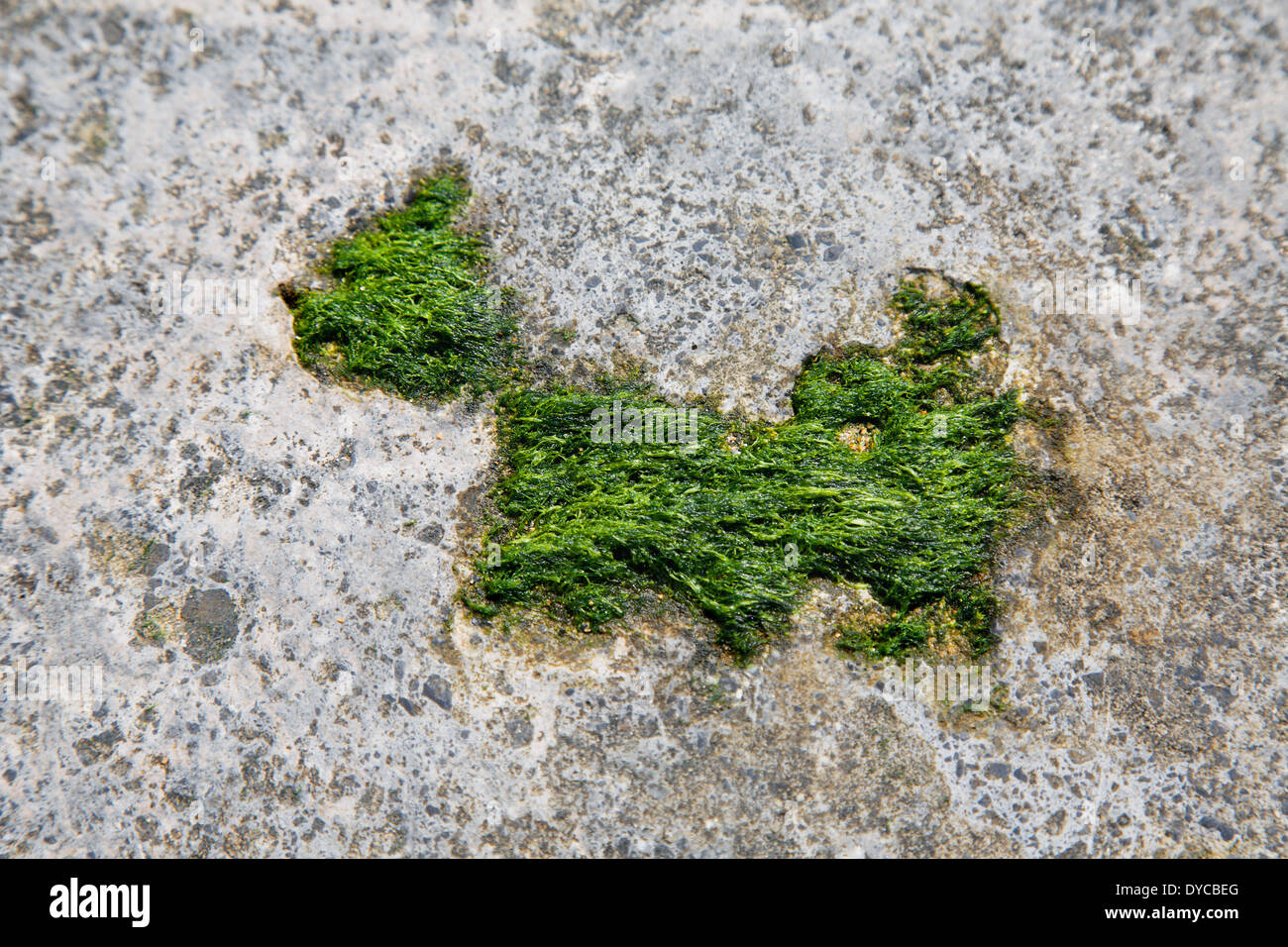 A moss dog on a beach rock Stock Photo - Alamy