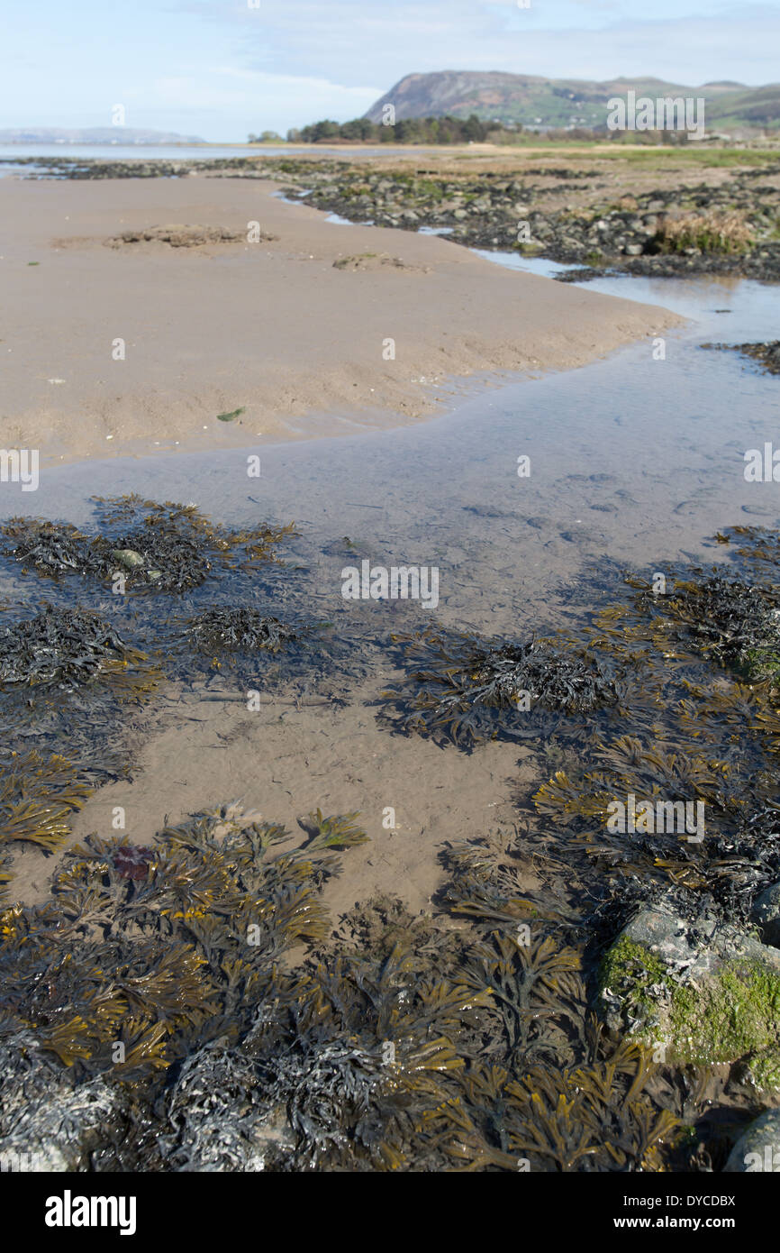 The Wales Coastal Path in North Wales. Traeth Lafan Nature Reserve on ...