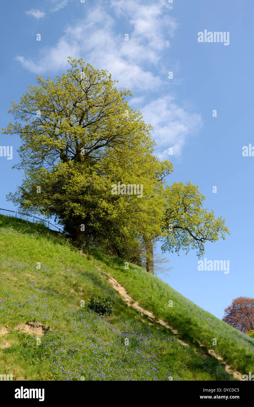 Springtime trees coming into leaf above a bank of Spanish bluebells ...