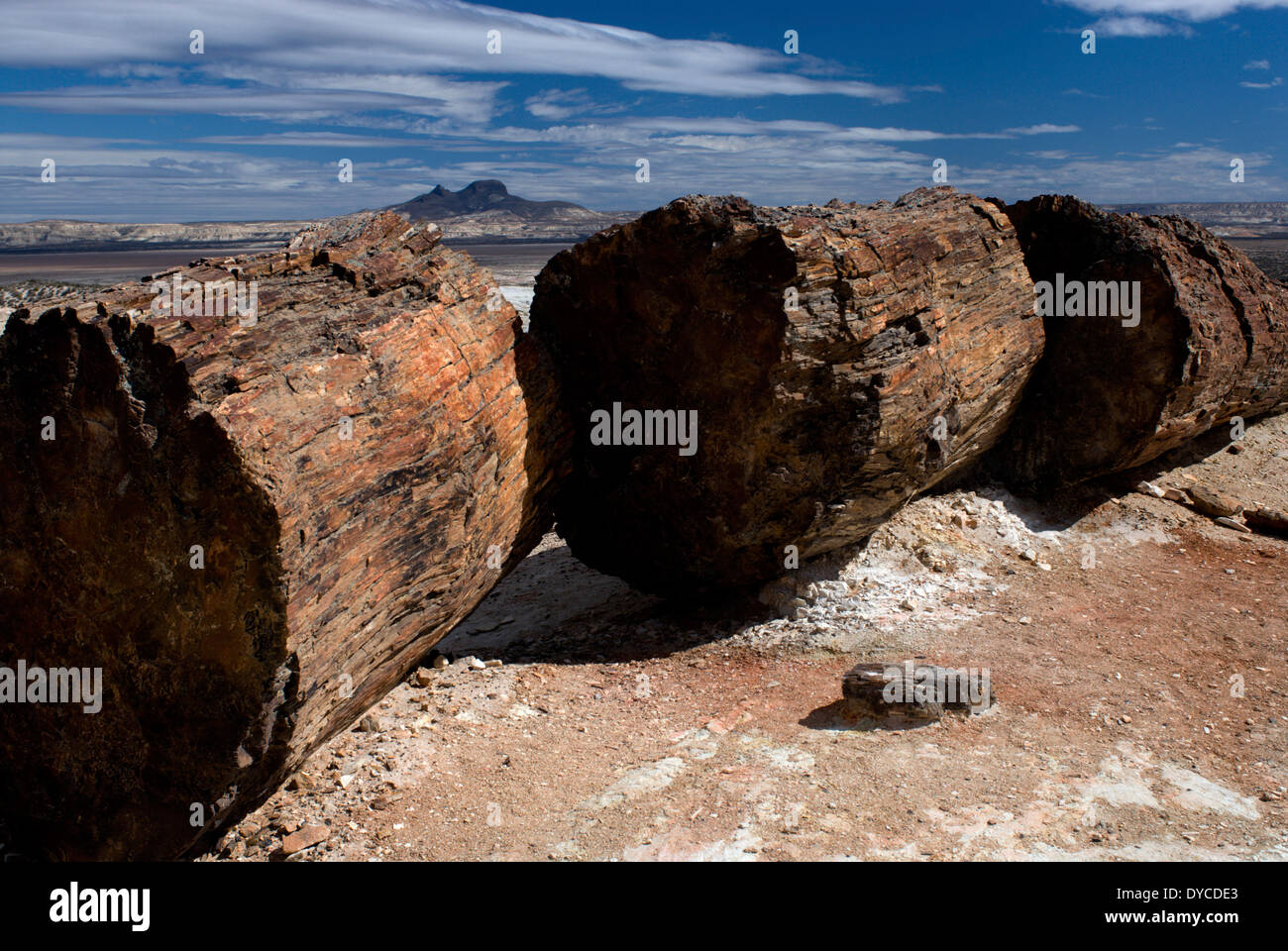 Petrified Forest, Monumento Nacional Bosques Petrificados, Patagonia ...