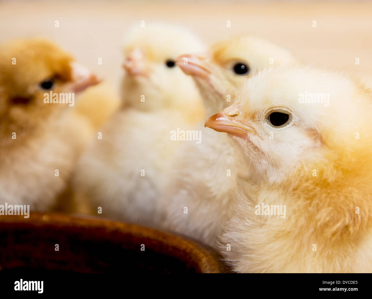 Group of yellow little chicks. Poultry farming Stock Photo - Alamy