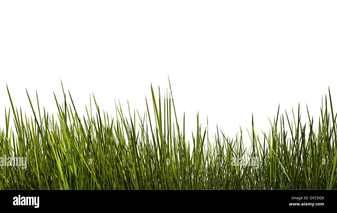tall grass close up on white background. clipping path included Stock ...