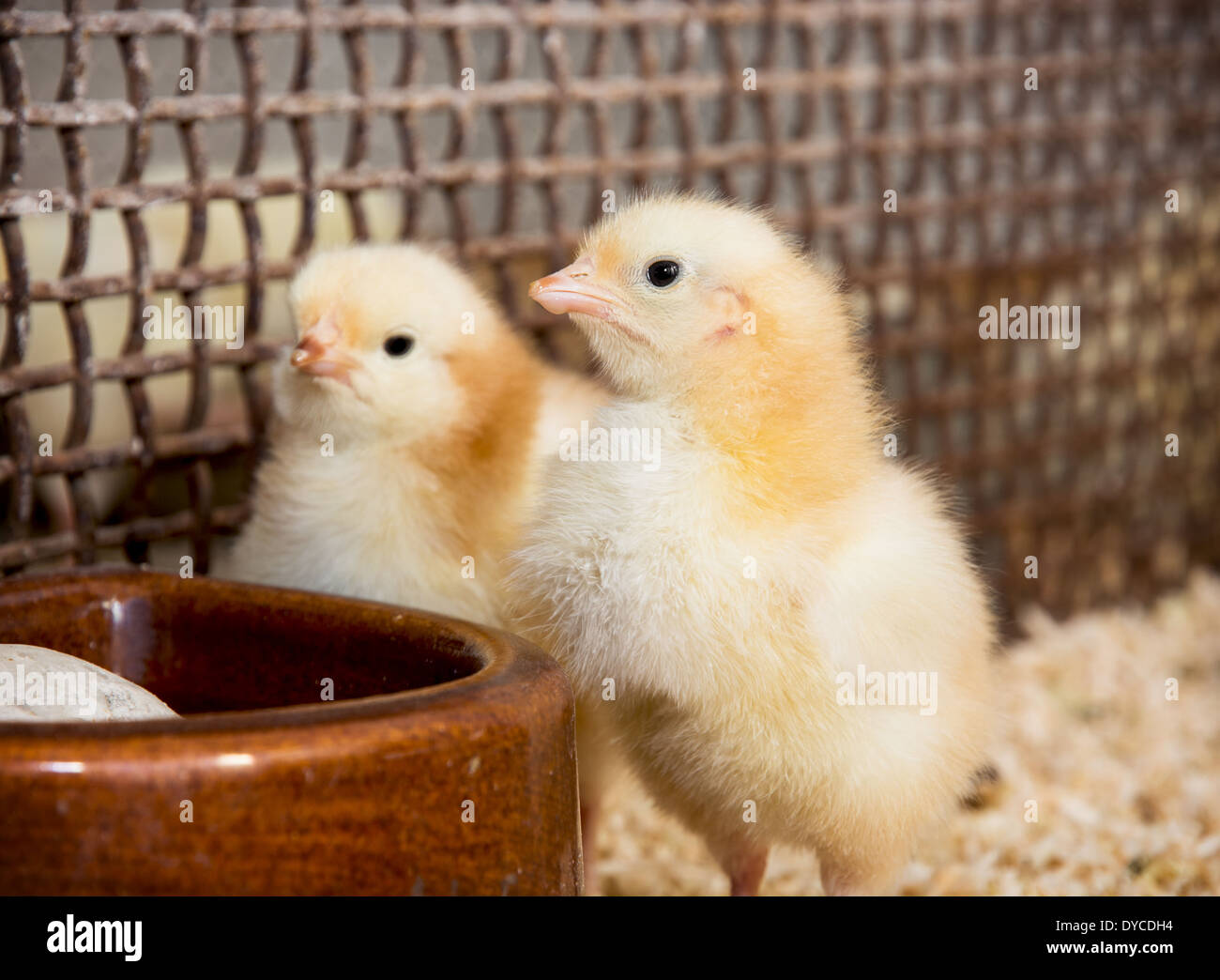 Two yellow little chicks. Poultry farming Stock Photo - Alamy