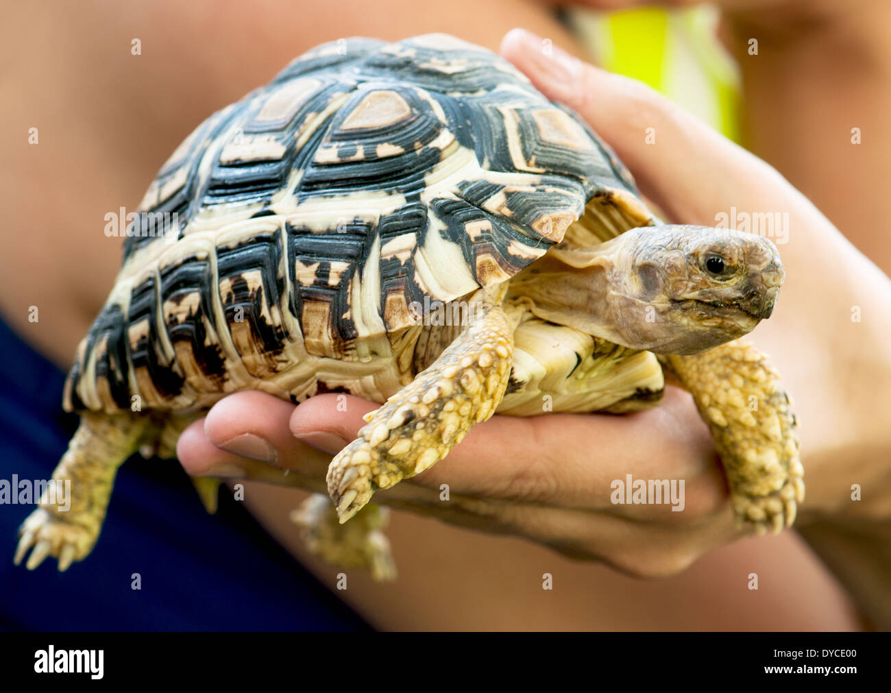 Beautiful turtle (Geochelone pardalis) in a woman's hand Stock Photo ...