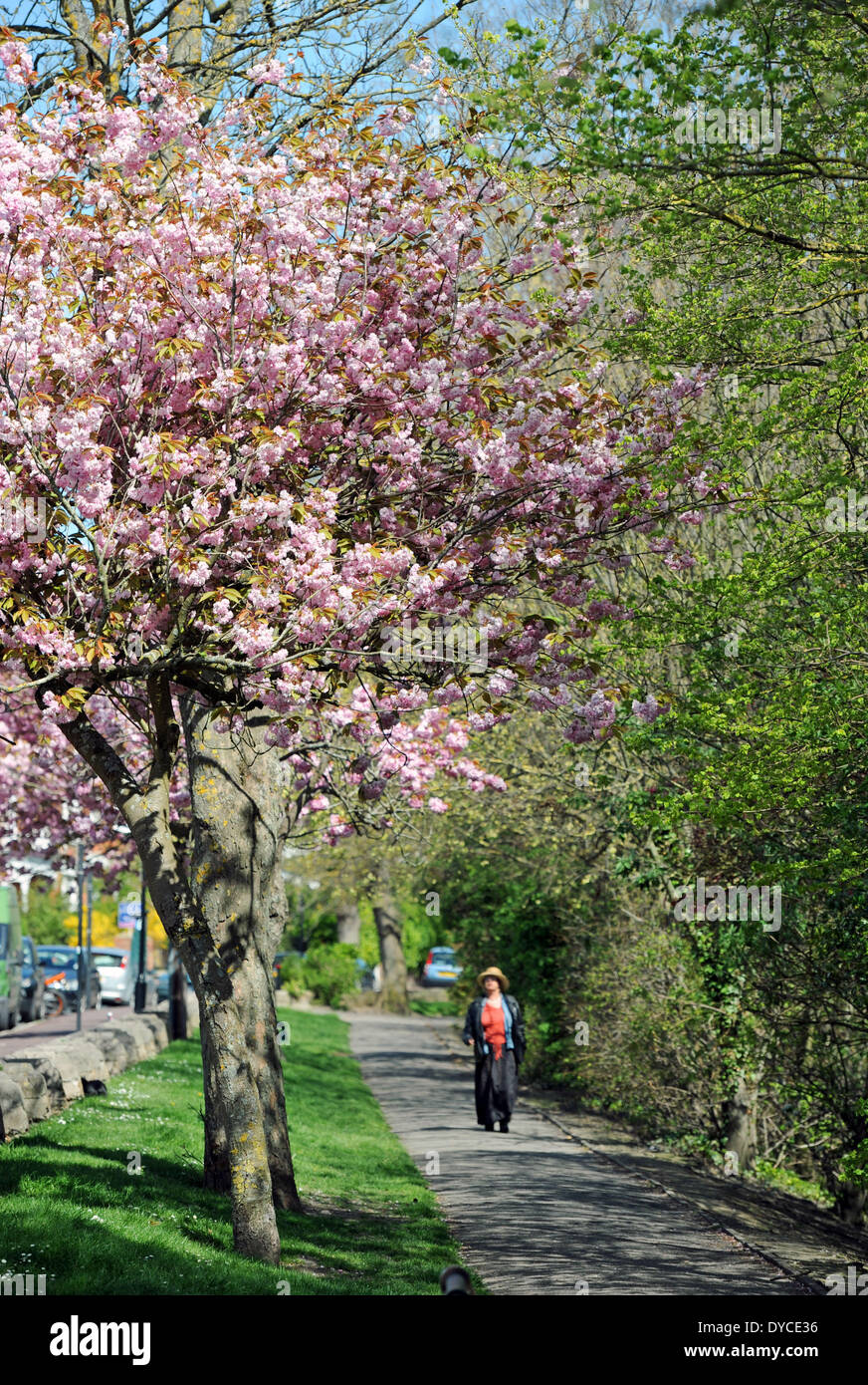 Cherry blossom in full bloom in Queens Park Brighton during the lovely ...