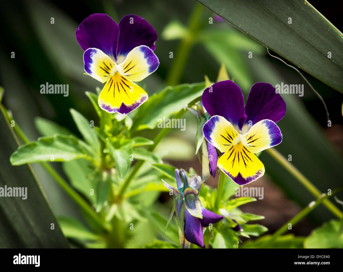 Viola odorata yellow hi-res stock photography and images - Alamy