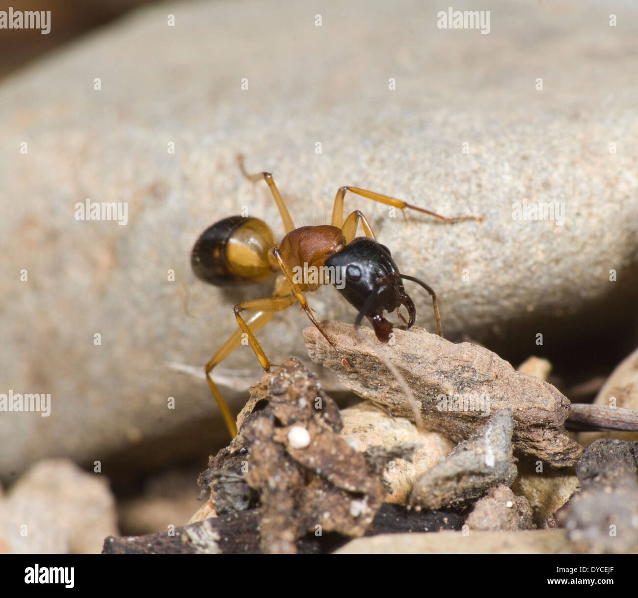 Sugar Ant Nest