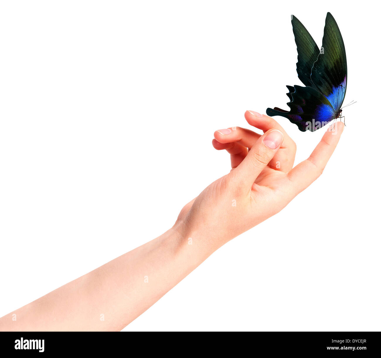 butterfly on woman's hand. In motion concept isolated Stock Photo - Alamy