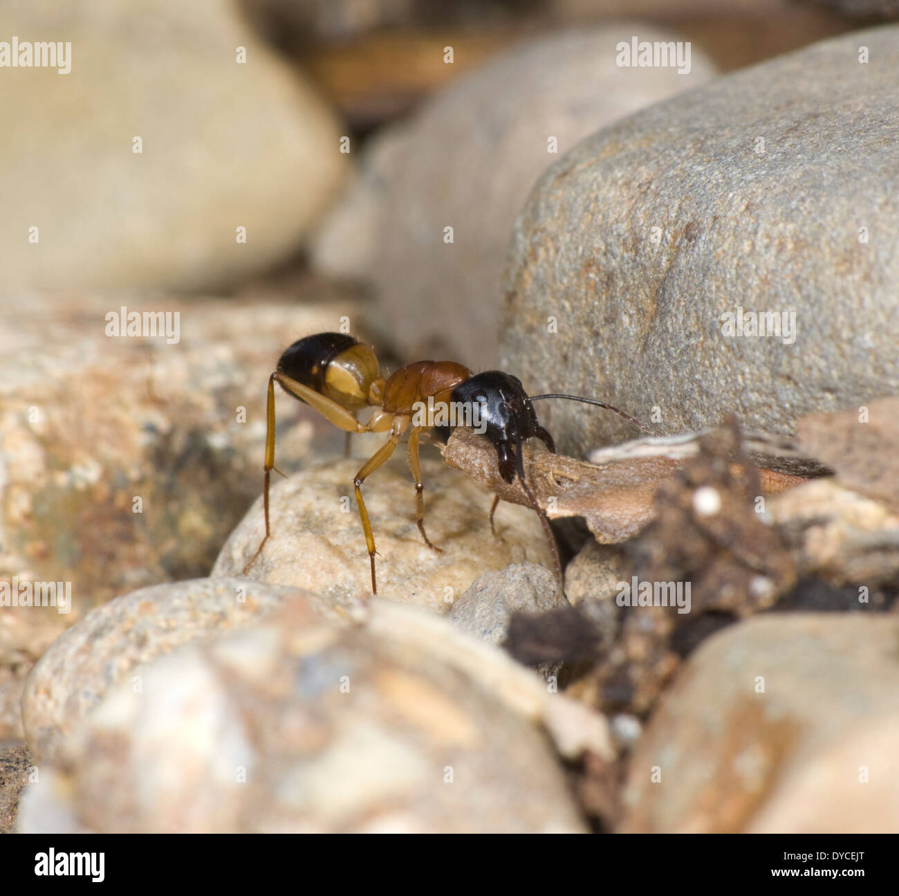 Sugar ants hi-res stock photography and images - Alamy