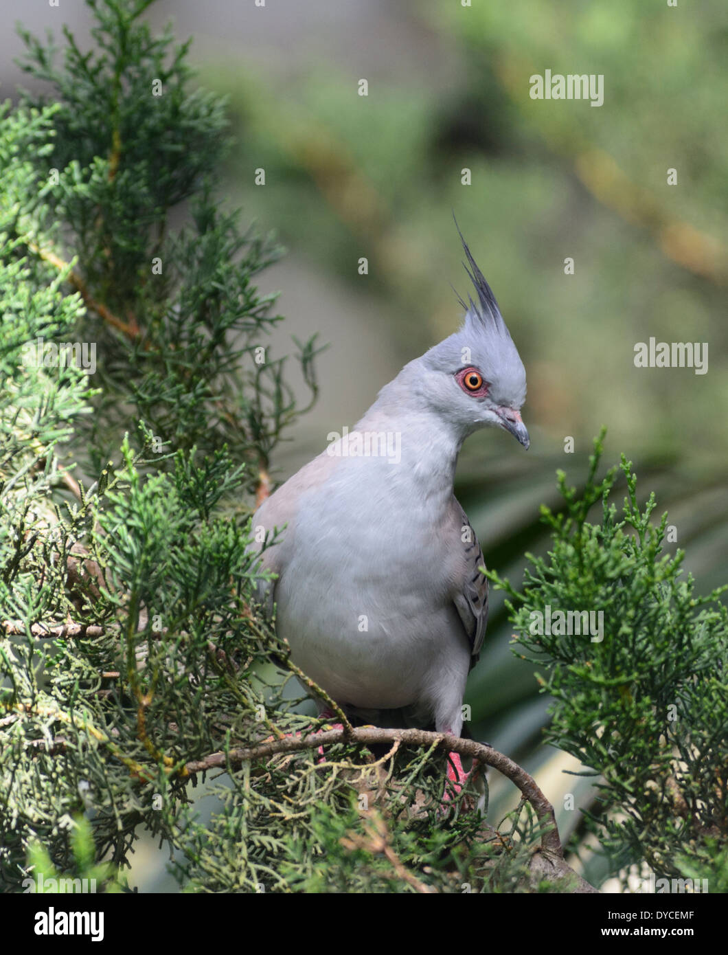 Australian native pigeon hi-res stock photography and images - Alamy