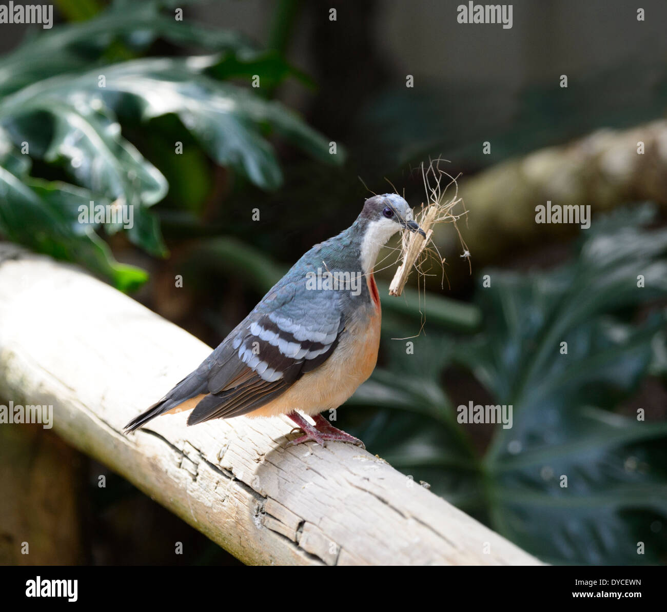 Luzon Bleeding Heart (Gallicolumba luzonica) - Australia Stock Photo ...