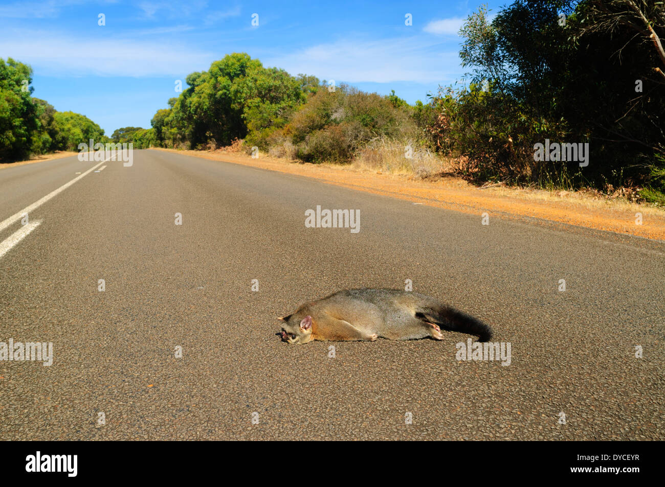 Roadkill kangaroo hi-res stock photography and images - Alamy