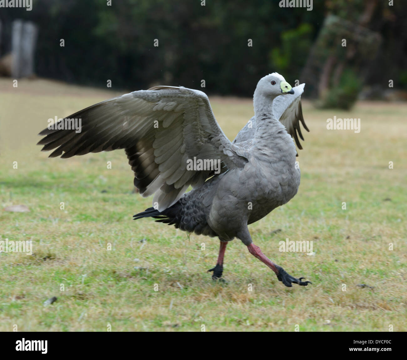 Australian goose hi-res stock photography and images - Alamy