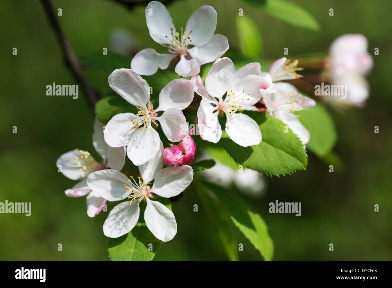 Japanese crabapple tree hi-res stock photography and images - Alamy