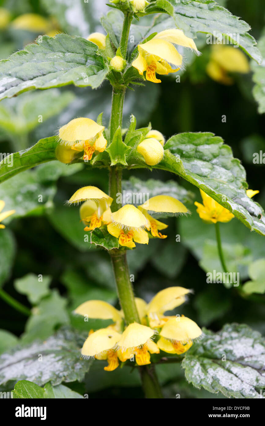 Yellow Archangel / Deadnettle (Lamiastrum galeobdolon Stock Photo - Alamy