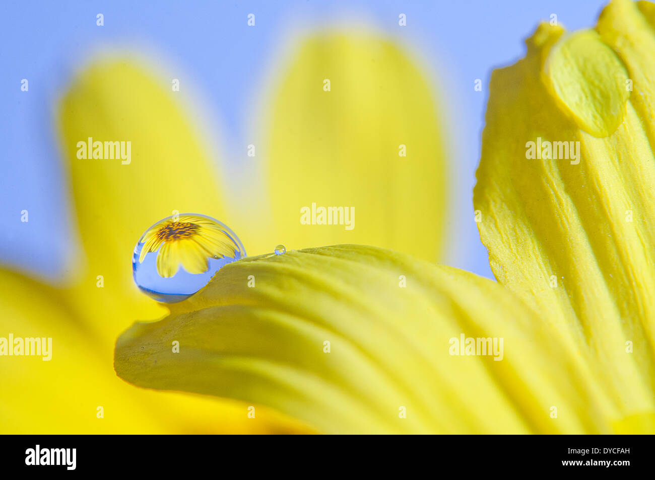Flower reflection hi-res stock photography and images - Alamy