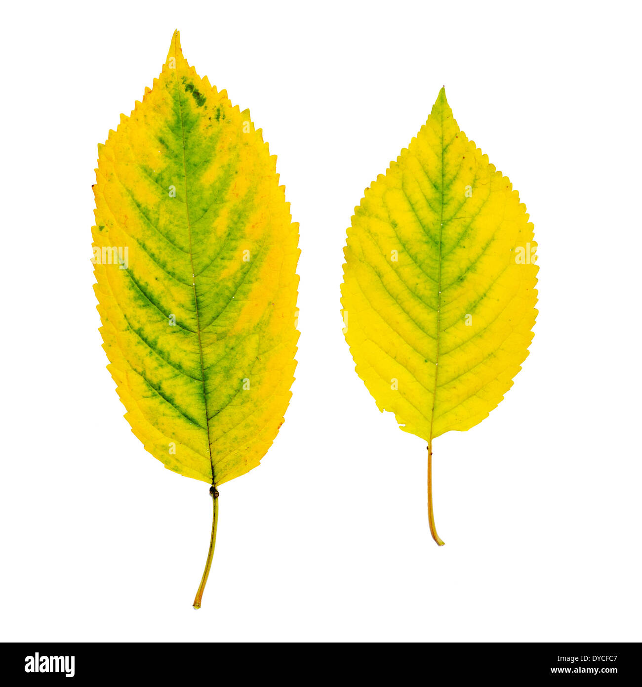 Golden linden leaf hi-res stock photography and images - Alamy
