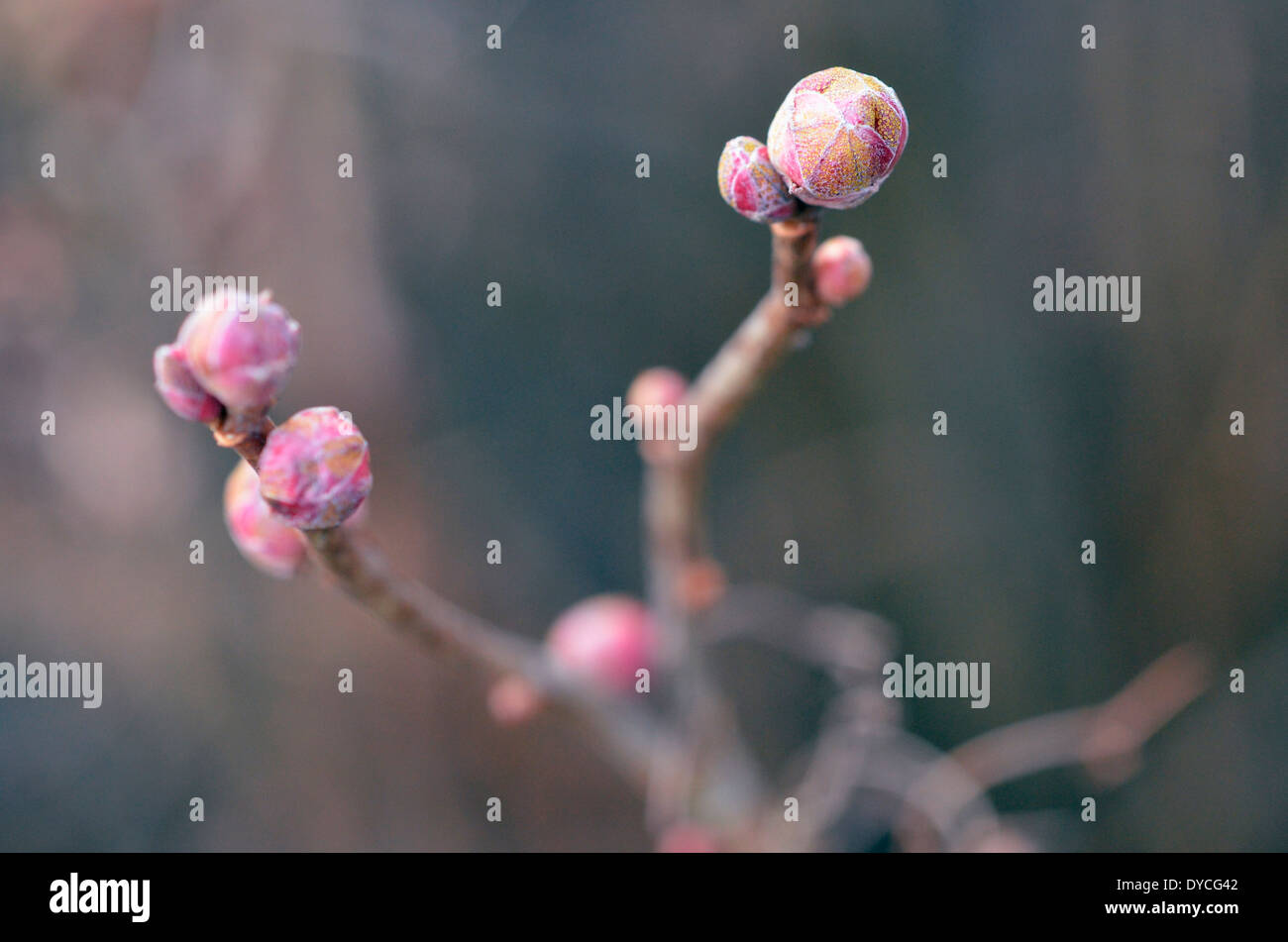 Big bud (Gall mite) on black currants Stock Photo - Alamy