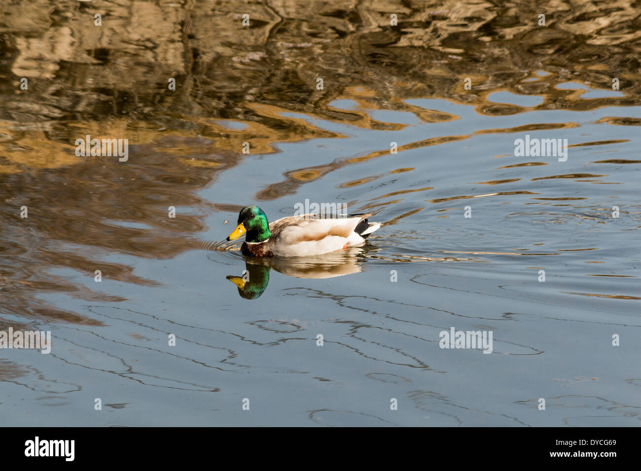 Mallard Drake duck floating on water Stock Photo - Alamy