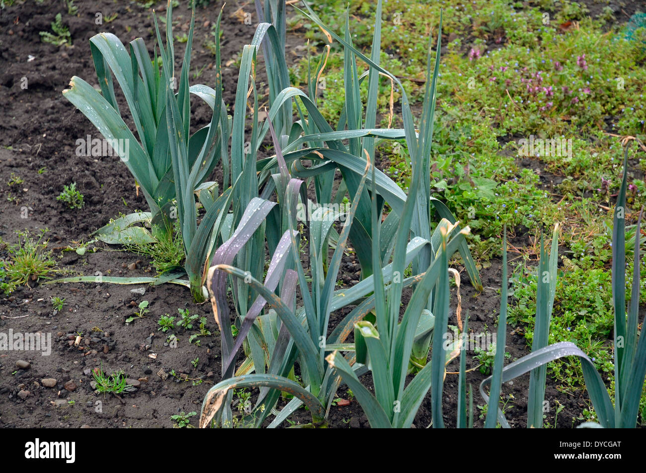 Leeks in early spring Stock Photo - Alamy