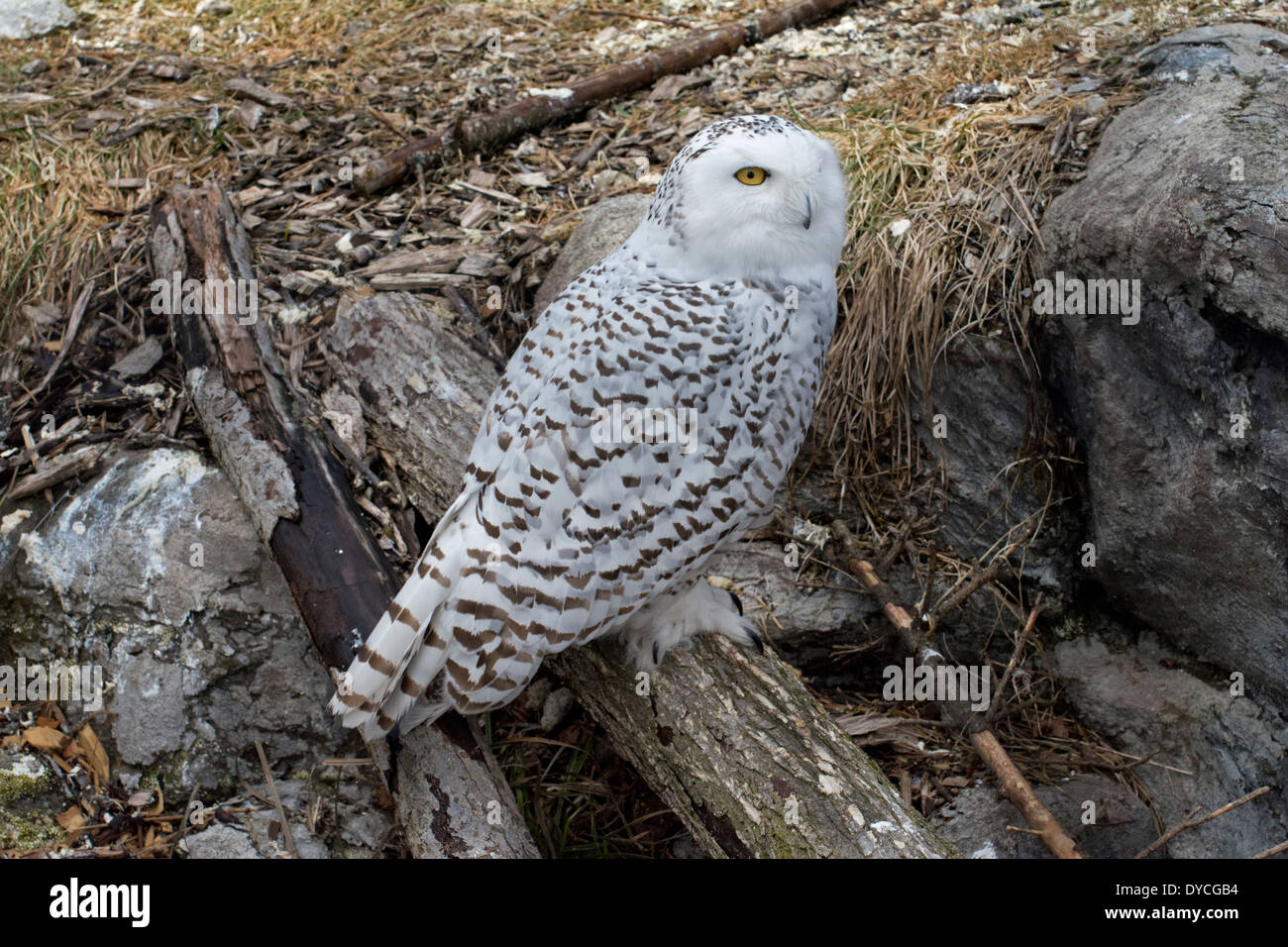 Female snowy owl hi-res stock photography and images - Alamy