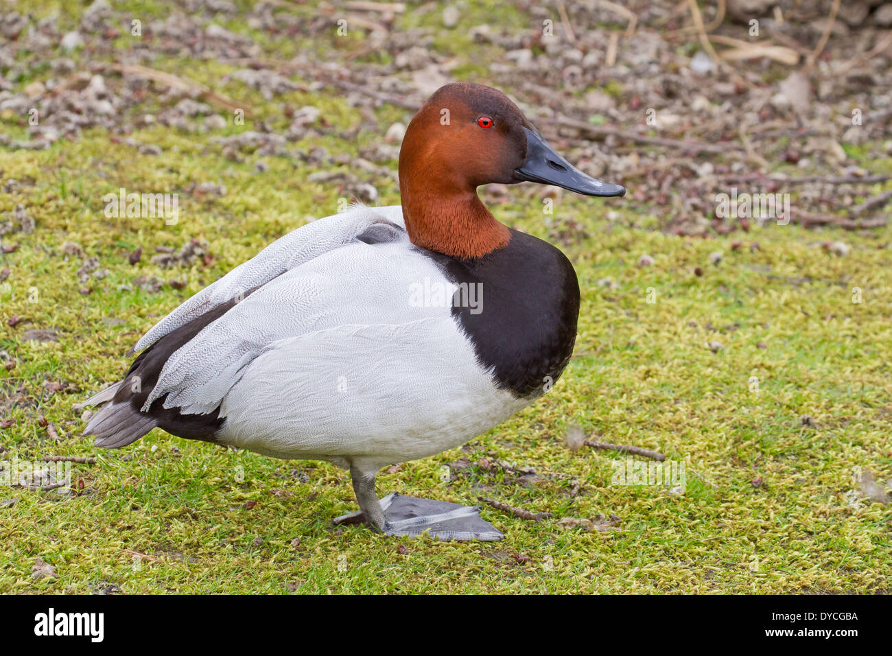 Canvasback hi-res stock photography and images - Alamy