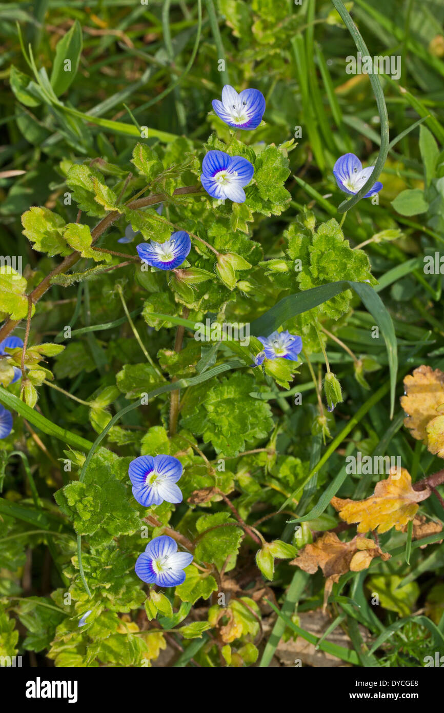 Common Field-speedwell (Veronica persica Stock Photo - Alamy