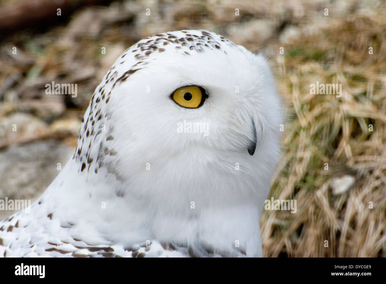 Close up female snowy owl hi-res stock photography and images - Alamy