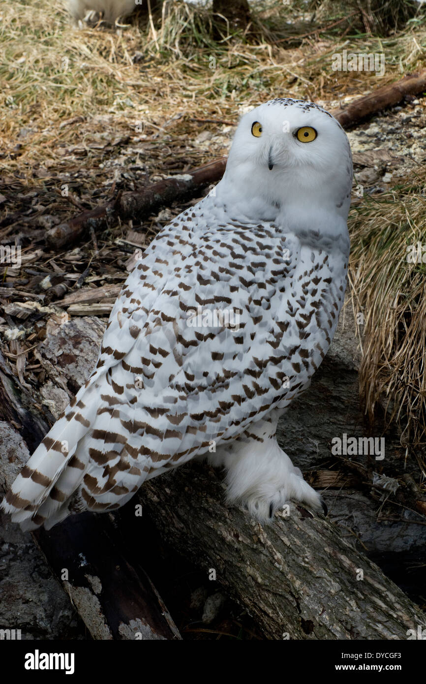 Female snowy owl hi-res stock photography and images - Alamy