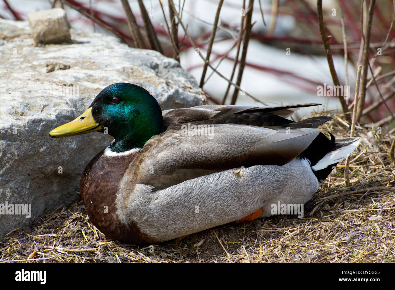 A male Mallard Duck Stock Photo - Alamy