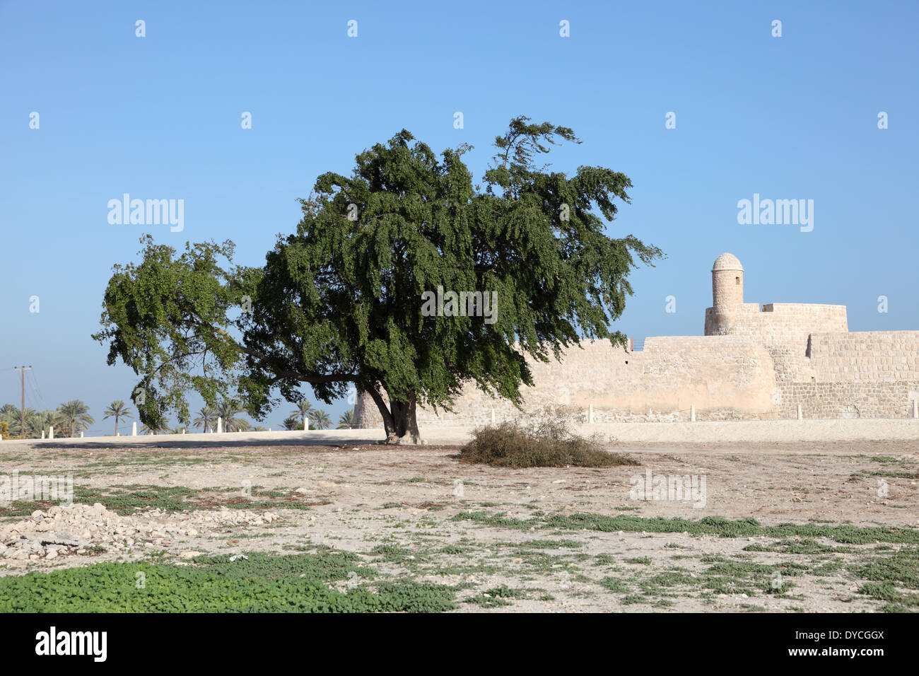 Qal'at al-Bahrain Site Museum (Fort of Bahrain) in Manama, Bahrain ...