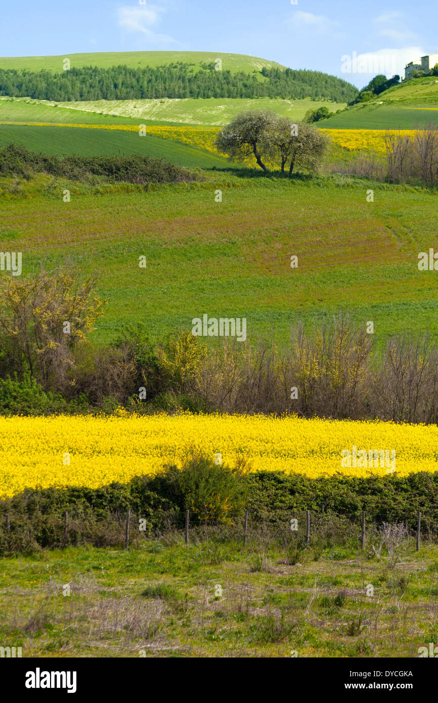 Green Yellow Fields Stock Photo - Alamy