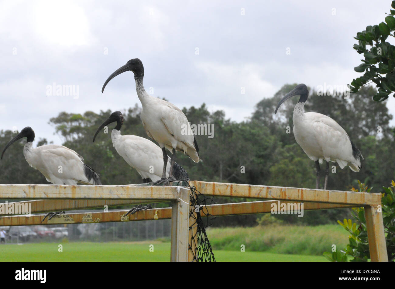 Australian white ibises resting on set of soccer goals Stock Photo - Alamy