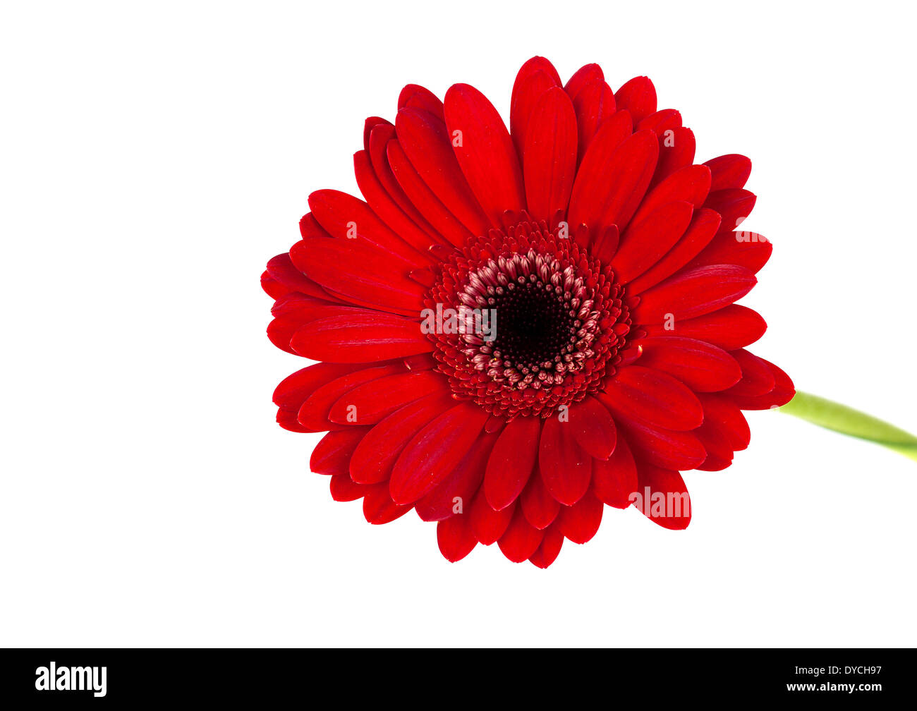 Red gerbera hi-res stock photography and images - Alamy