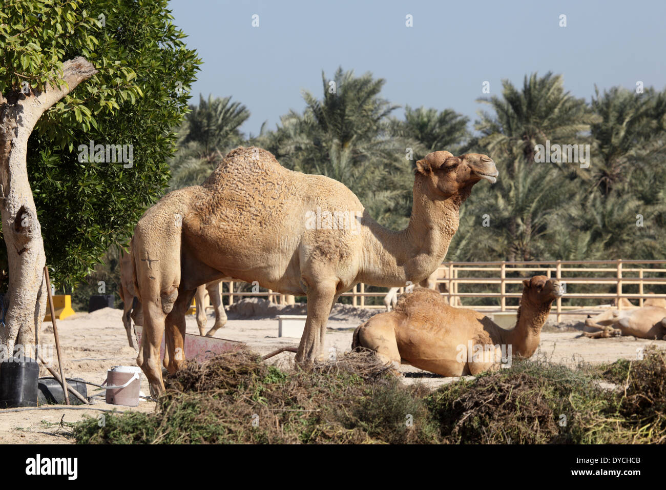 Camel farm in Bahrain, Middle East Stock Photo - Alamy
