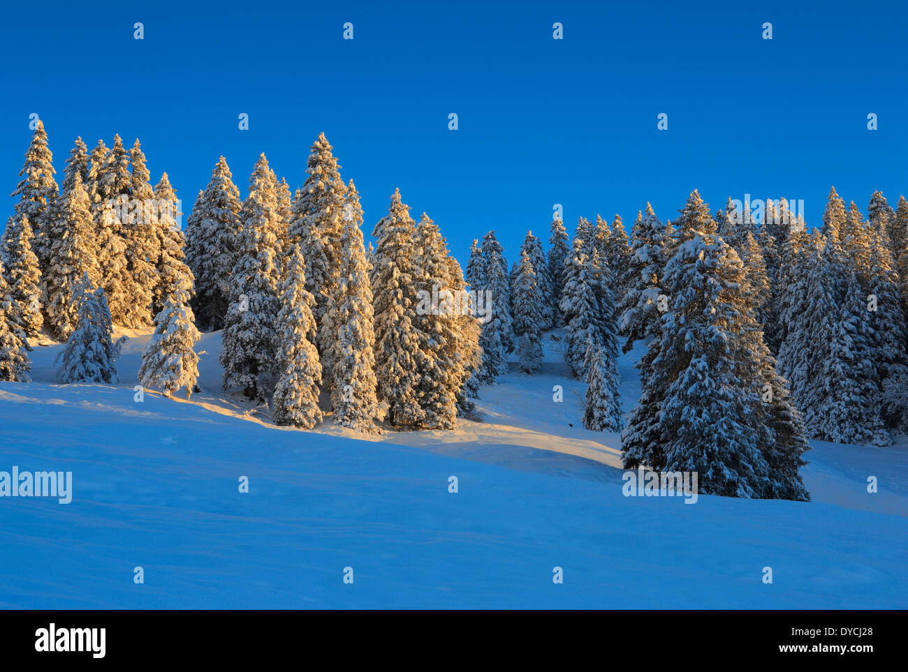 Alps trees spruce spruces sky heavens morning light snow Switzerland ...