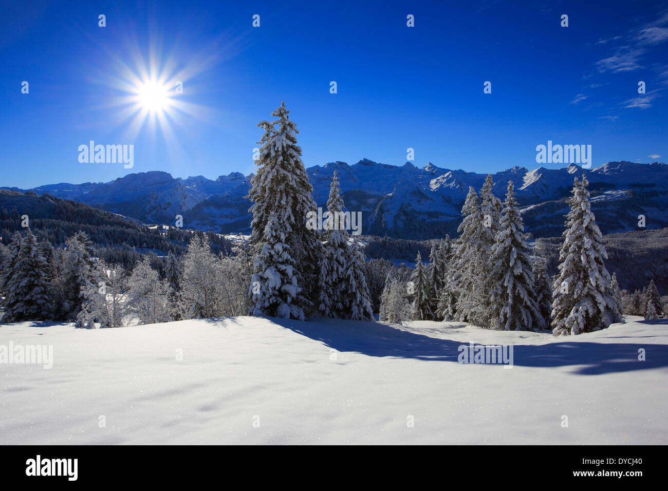 Alps Alpine panorama view mountain mountains trees spruce spruces ...