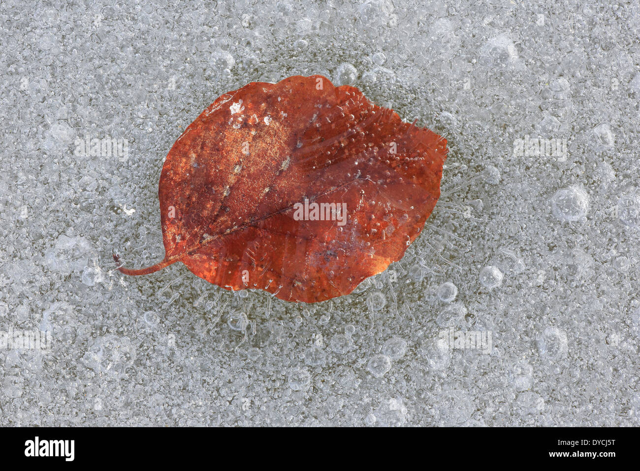 Leaf detail ice water cold foliage macro pattern close-up water winter ...