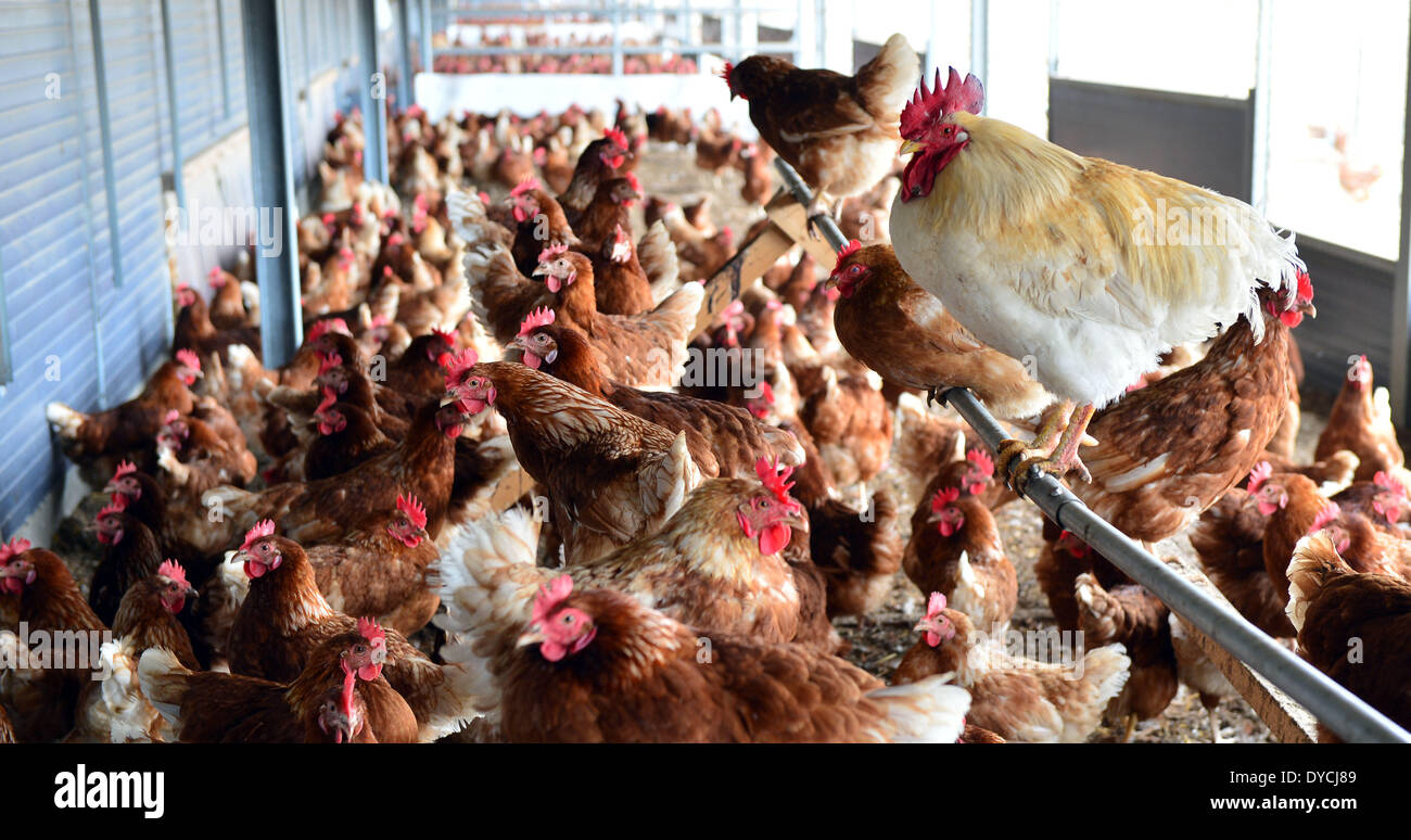 Laying hens and a rooster in a stable of organic farm Biohof Aga, an ...