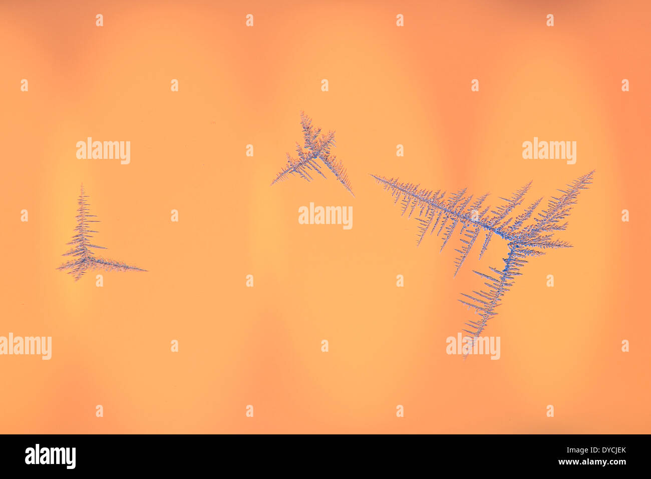 Detail ice ice flower fern frost frost glass windowpane background cold ...